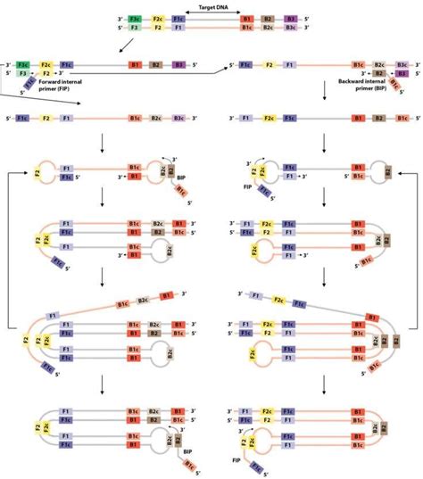 Schematic Representation Of The Principle Of Loop Mediated Isothermal Download Scientific