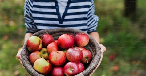 과수원에서 사과로 가득 찬 바구니를 들고 있는 알아볼 수 없는 작은 소년 복사 공간 사진 Unsplash의 바구니 이미지
