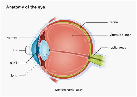 Vitreous Humor Location Function Structure And More