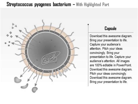 Streptococcus Diagram