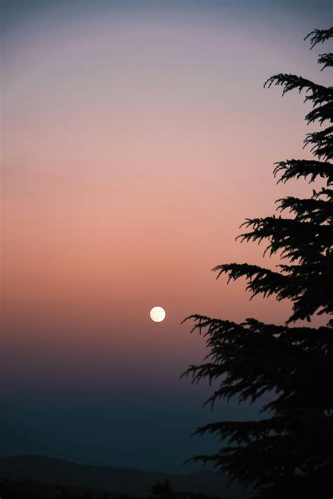 Tanteyonabrondongfull Photos Download The Best Free Tanteyona