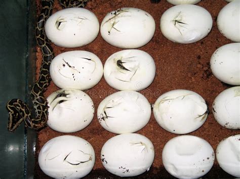 Burmese Python Python Bivittatus Stock Image Image Of Snake Lighting 276757183