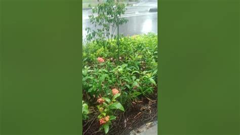 மரம் வளர்ப்போம் மழை பெறுவோம் Natural Flowers Tree Rain மரம் மழை Song Youtube