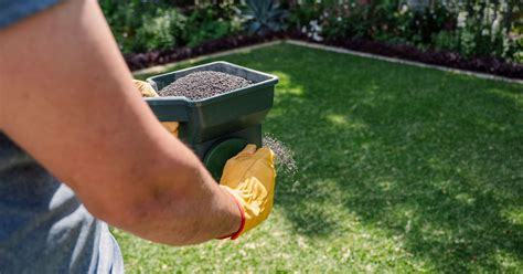 Renovations Program For Your Lawn Lawn Care Perth Baileys Fertilisers