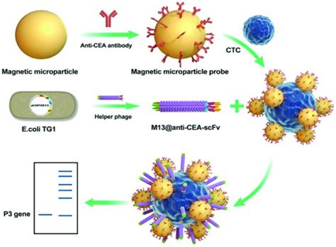 Schematic Representation Of An Ultrasensitive Ctc Detection Based On