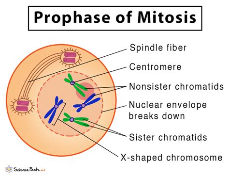 Mitosis Definition Stages And Purpose With Diagram