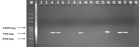 Pcr Analysis Of T0 Transformed Plants Using Hptii As Primer Download