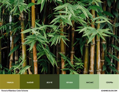 Forest Of Bamboo Color Scheme Image Color Palettes