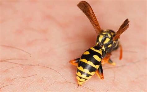 Wasp Stings Miche Pest Control