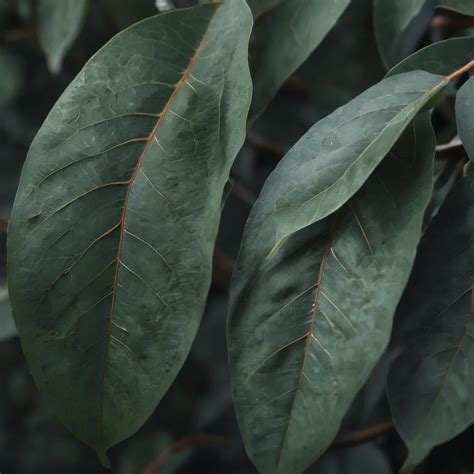 Eucalyptus Identification A Detailed Guide To Species
