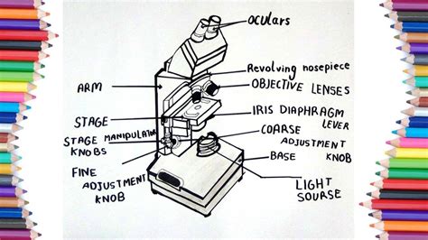 Binocular Microscope Drawing The History Of Stereo Microscopy