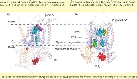 Figure I From Understanding The Cytochrome Bc Complexes By What They Dont Do The Q Cycle At 30