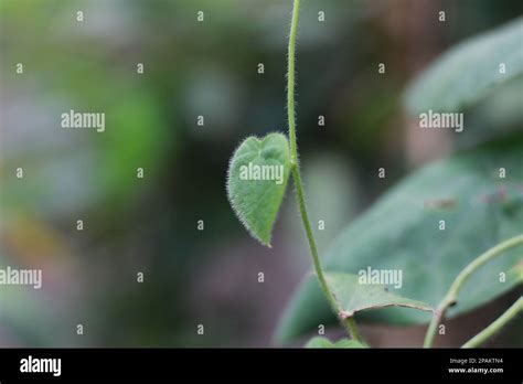 A Close Up Of The Green Grass Jelly Plant Or Has The Scientific Name