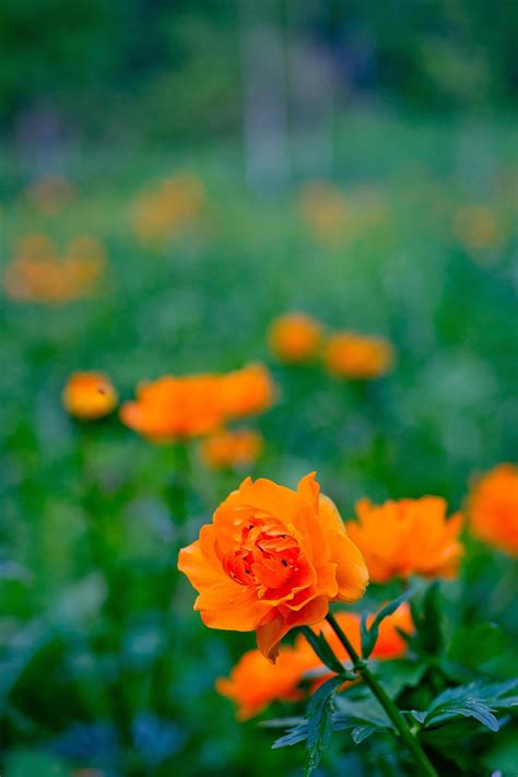 10 무료 Globeflower And 블 룸 이미지 Pixabay