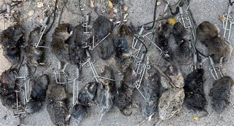 Jacks Gopher Trapping