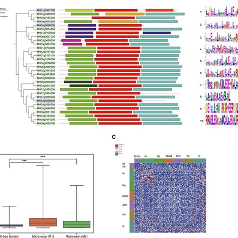 The Analyses Of Mikc Genes In Plants A The Overview Of Mikc Genes