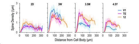 Spine Density Plots For The Basal Dendrites Of Layer V Pyramidal