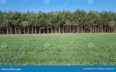 Green Grass Field With Trees Background In The Countryside Stock Image