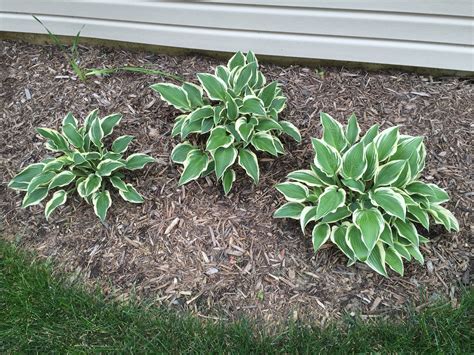 Hosta La Vista June Backyard Neophyte Landscaping Blog