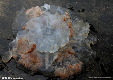 海蜇摄影图 海洋生物 生物世界 摄影图库 昵图网