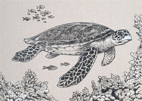 Drawing Of A Hawksbill Sea Turtle In Ocean