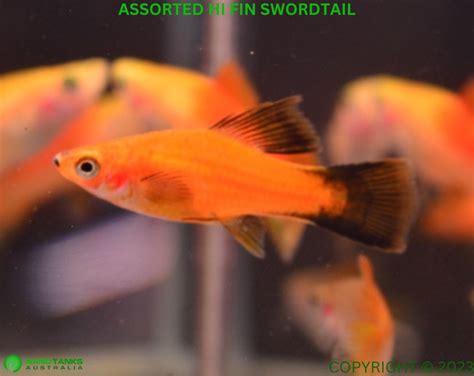 Assorted Hi Fin Swordtail Nano Tanks Australia Aquarium Shop