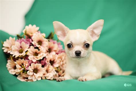 Чихуахуа дир 47 фото картинки Sobakovod Club