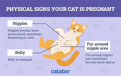 How To Tell If A Nursing Cat Is Pregnant Again 7 Vet Reviewed Signs To
