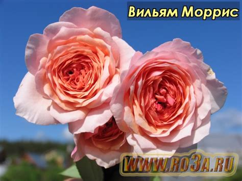 Роза Вильям Моррис (William Morris) :: Ro3a.ru