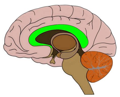 Know Your Brain Corpus Callosum