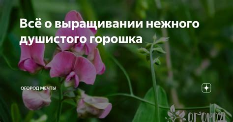 Всё о выращивании нежного душистого горошка Огород Мечты Дзен