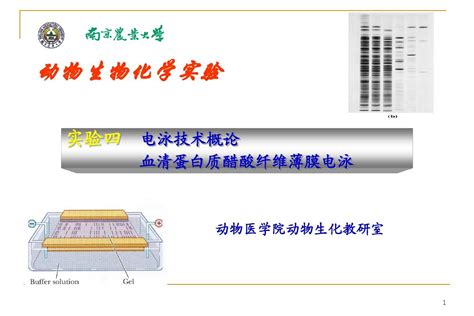 醋酸纤维电泳 Word文档免费下载 文档大全