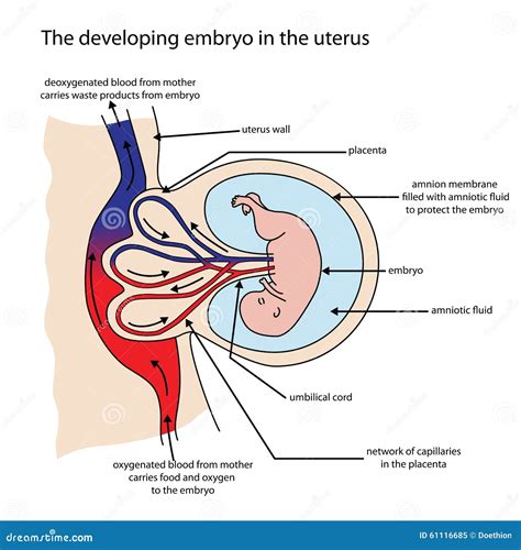 Fully Labeled Diagram Of Embryo Developing In The Uterus Stock Vector