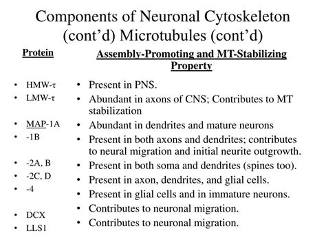 Ppt Neuronal Cytoskeleton Structure And Function Powerpoint Presentation Id5496987