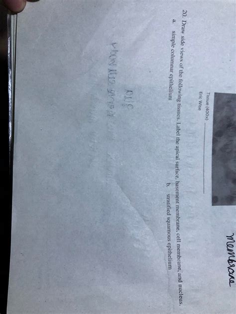 Solved Label The Following 1 2 3 4 5 Draw Course Hero