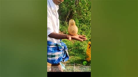 L হার মানাবে Shorts Facts Viralfactsbengali Youtube