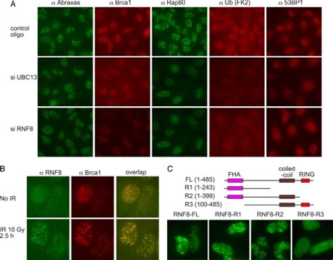 Ubc13 Rnf8 Ubiquitin Ligases Control Foci Formation Of The Rap80 Abraxas Brca1 Brcc36 Complex In