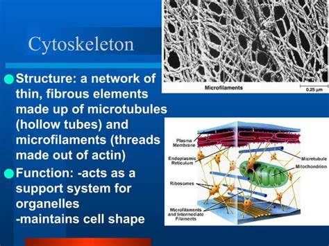 Cells Structure And Function Ppt 1 Pptx