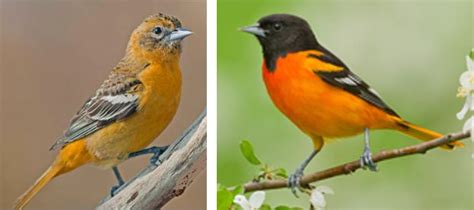 Baltimore Oriole A Sweet Herald Of Spring