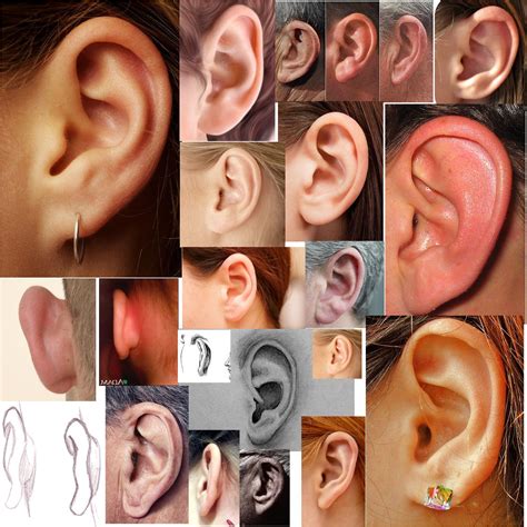 Human Ears Collage Referência Anatomia Anatomia Do Rosto Conselhos