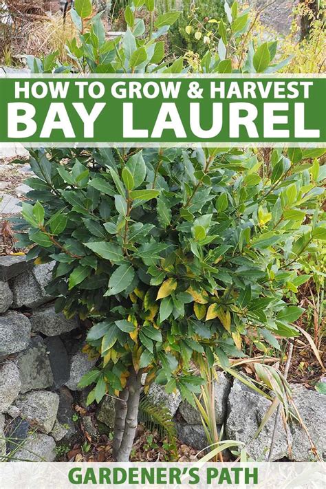 Care Potted Bay Leaf Tree At Beulah Insley Blog