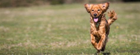 Cockapoo Dog Breed Facts And Information Wag Dog Walking