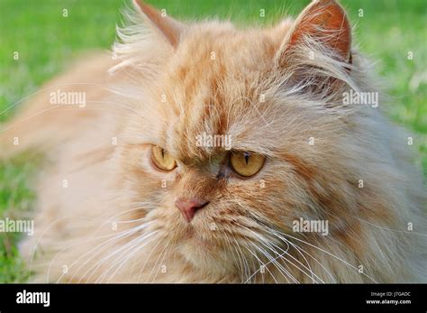 Pet Portrait Persian Pussycat Cat Domestic Cat Persians Macro Close Up