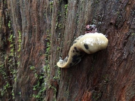 Wildlife Humboldt Redwoods State Park
