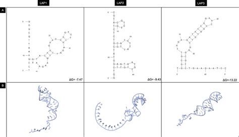 A Predicted Secondary Structures Of The Aptamer Sequences Showing The Download Scientific