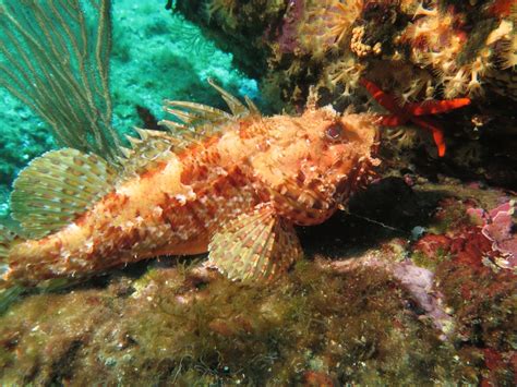 Plongées Cassis Calanques Plongée