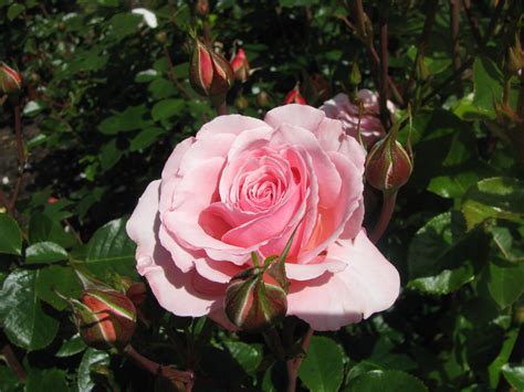 May Sexy Rexy The New Zealand Rose Society