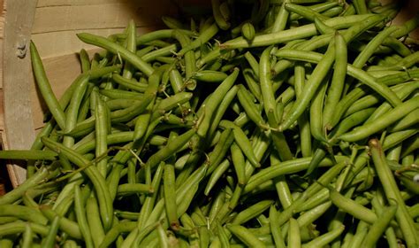 Fresh String Beens Photograph By Steven Defelice Fine Art America