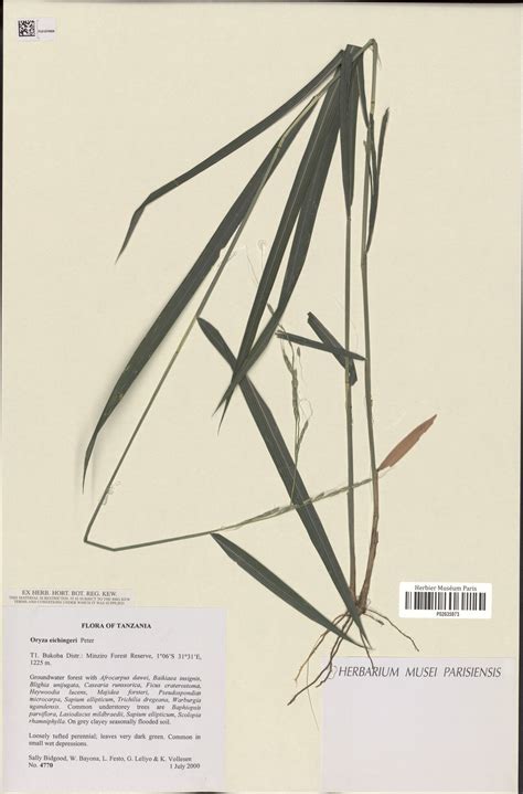 Oryza Eichingeri Peter World Flora Plntnet Identify