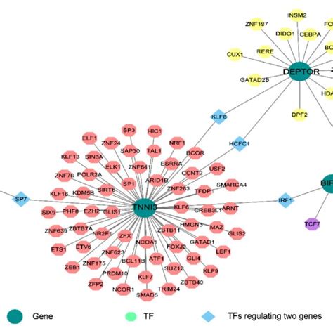 Transcription Factor Gene Regulatory Network In The Common Genes The